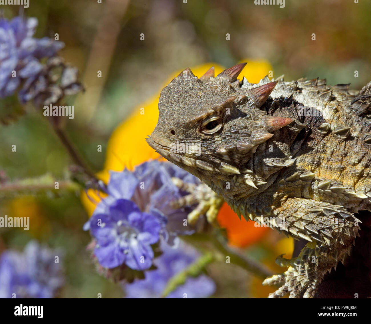 Horned lizard hi-res stock photography and images - Alamy