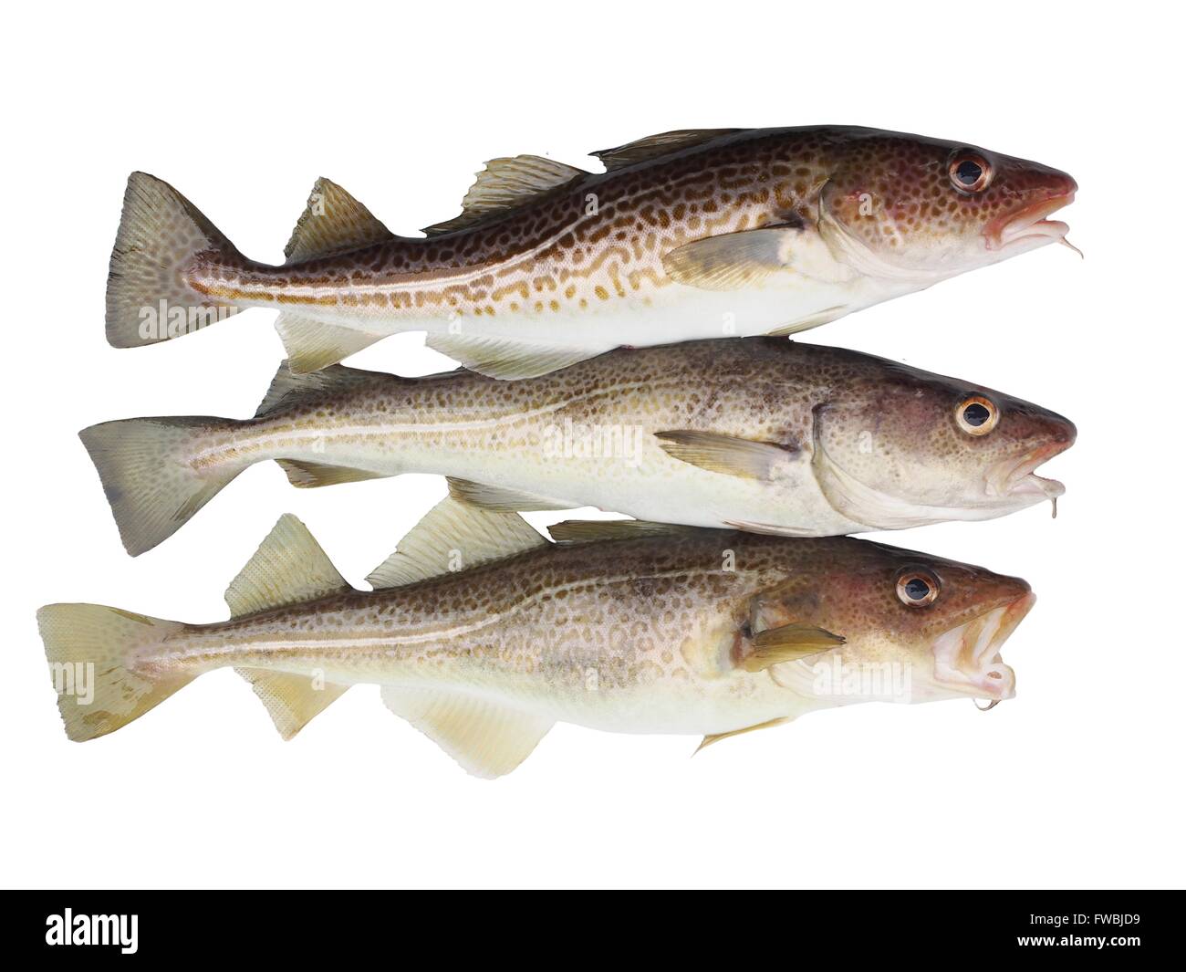 Hake fish sea hi-res stock photography and images - Alamy