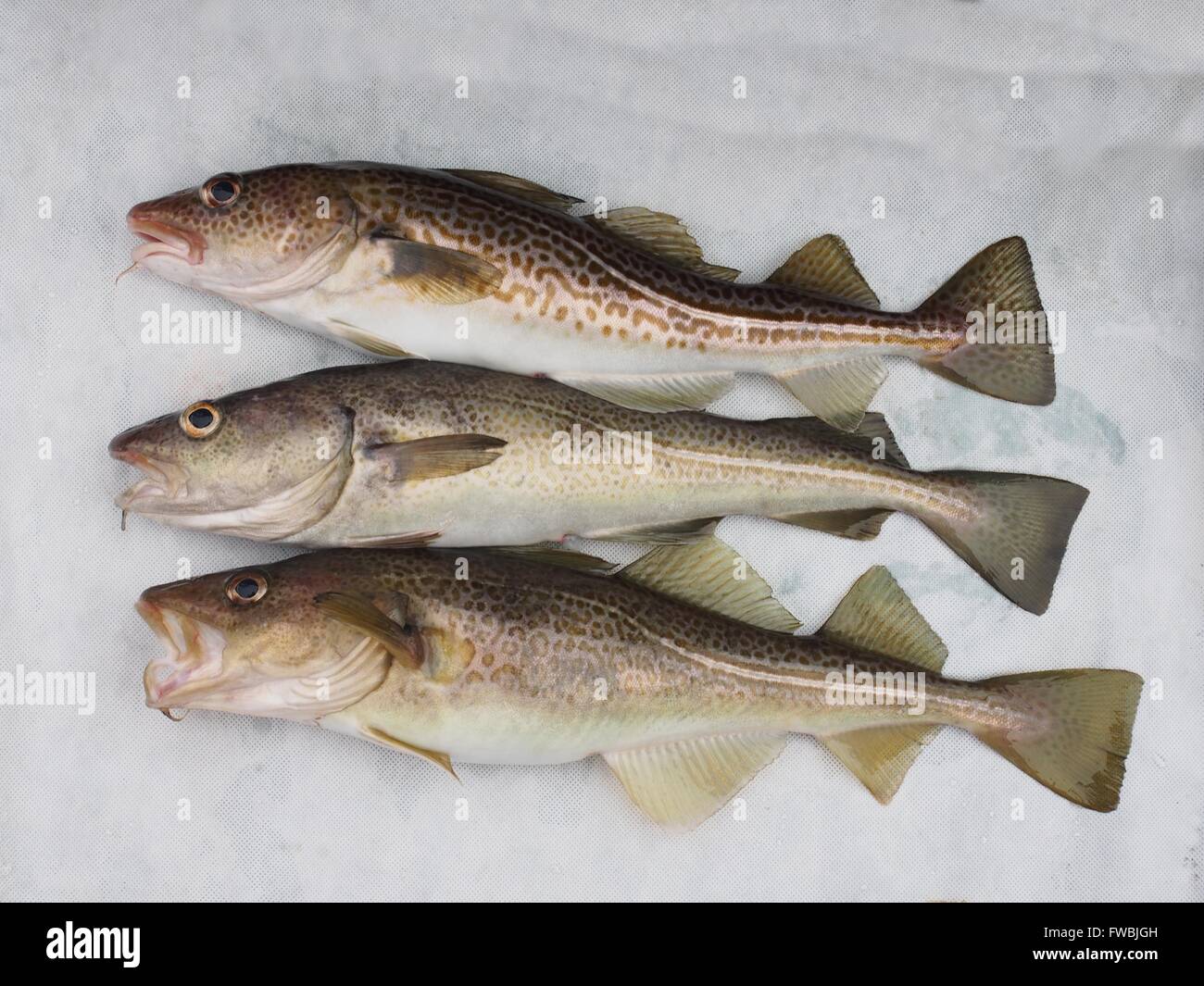 three codfish on a white background Stock Photo - Alamy