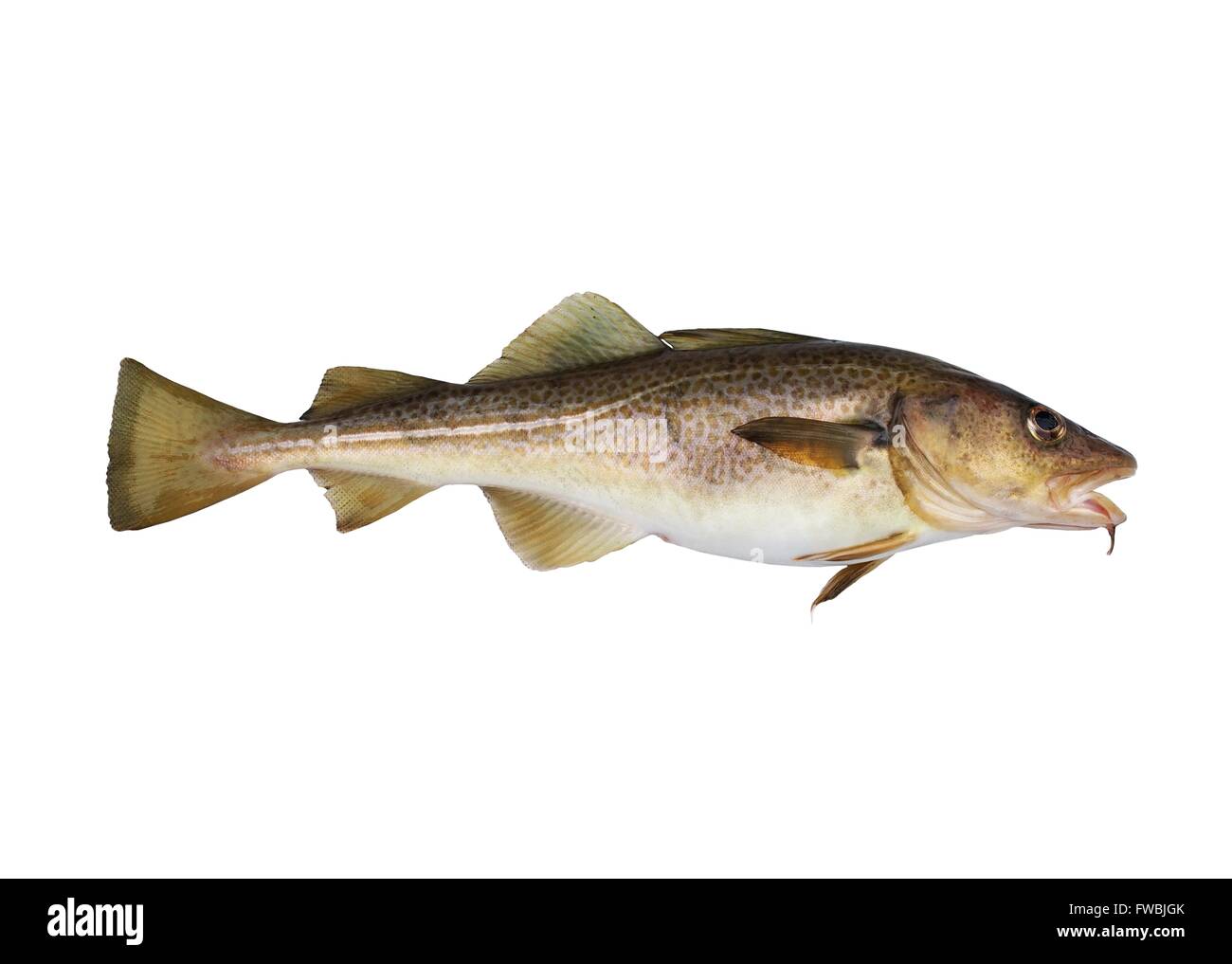 big cod fish on a white background Stock Photo - Alamy