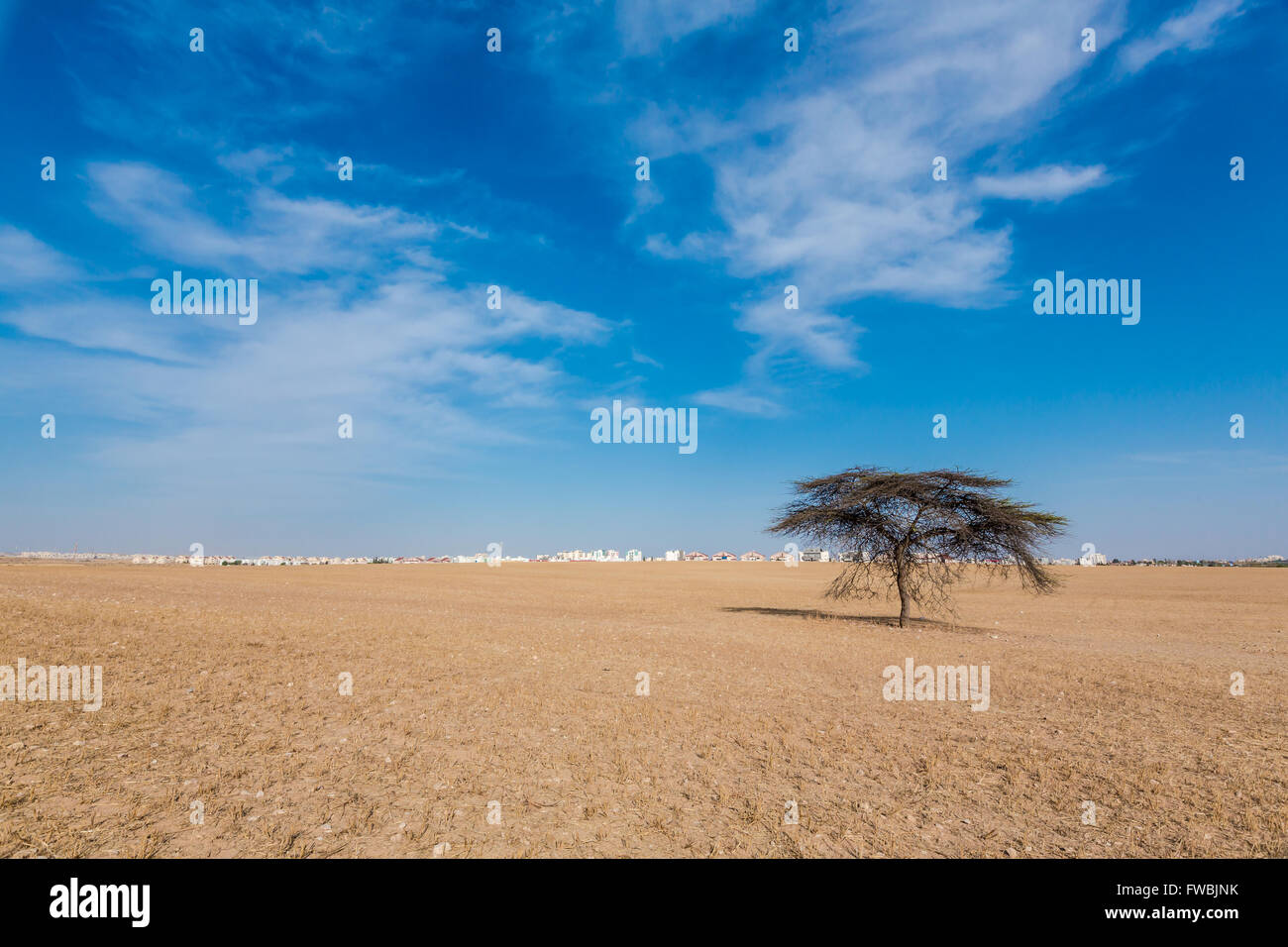 green tree growing on a hill in the desert Stock Photo - Alamy