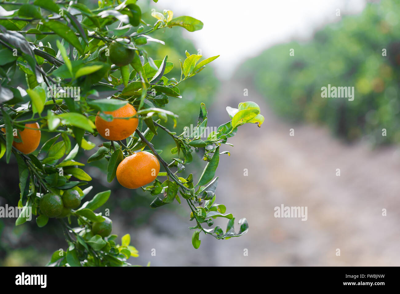 tangerines growing on a tree in the garden Stock Photo - Alamy