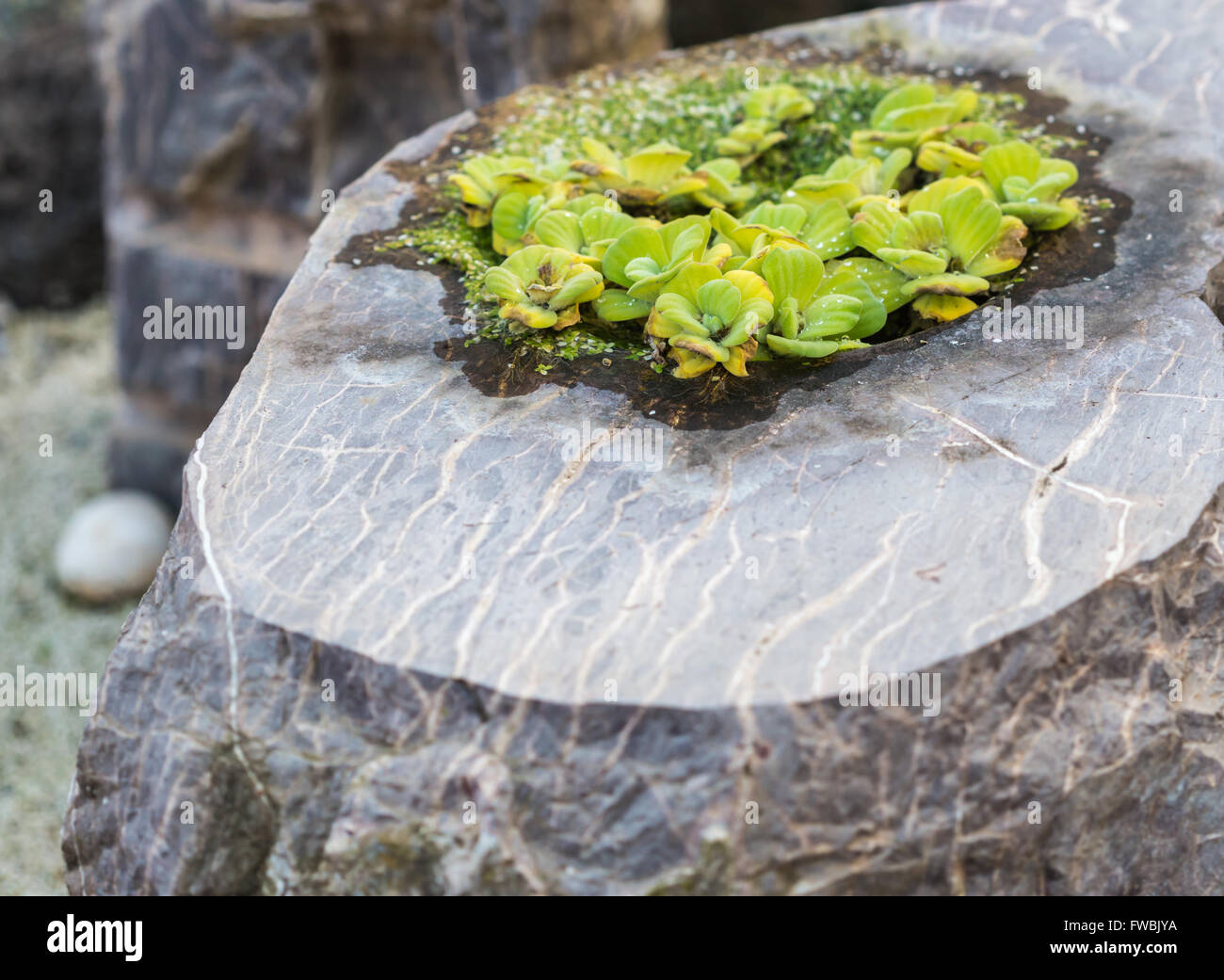 Potted garden design hi-res stock photography and images - Alamy