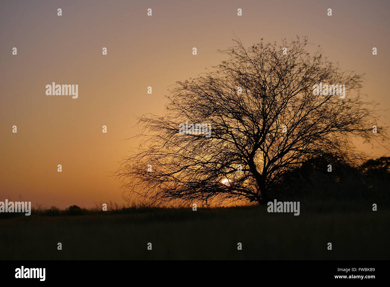 the rural landscape big tree at sunset Stock Photo - Alamy