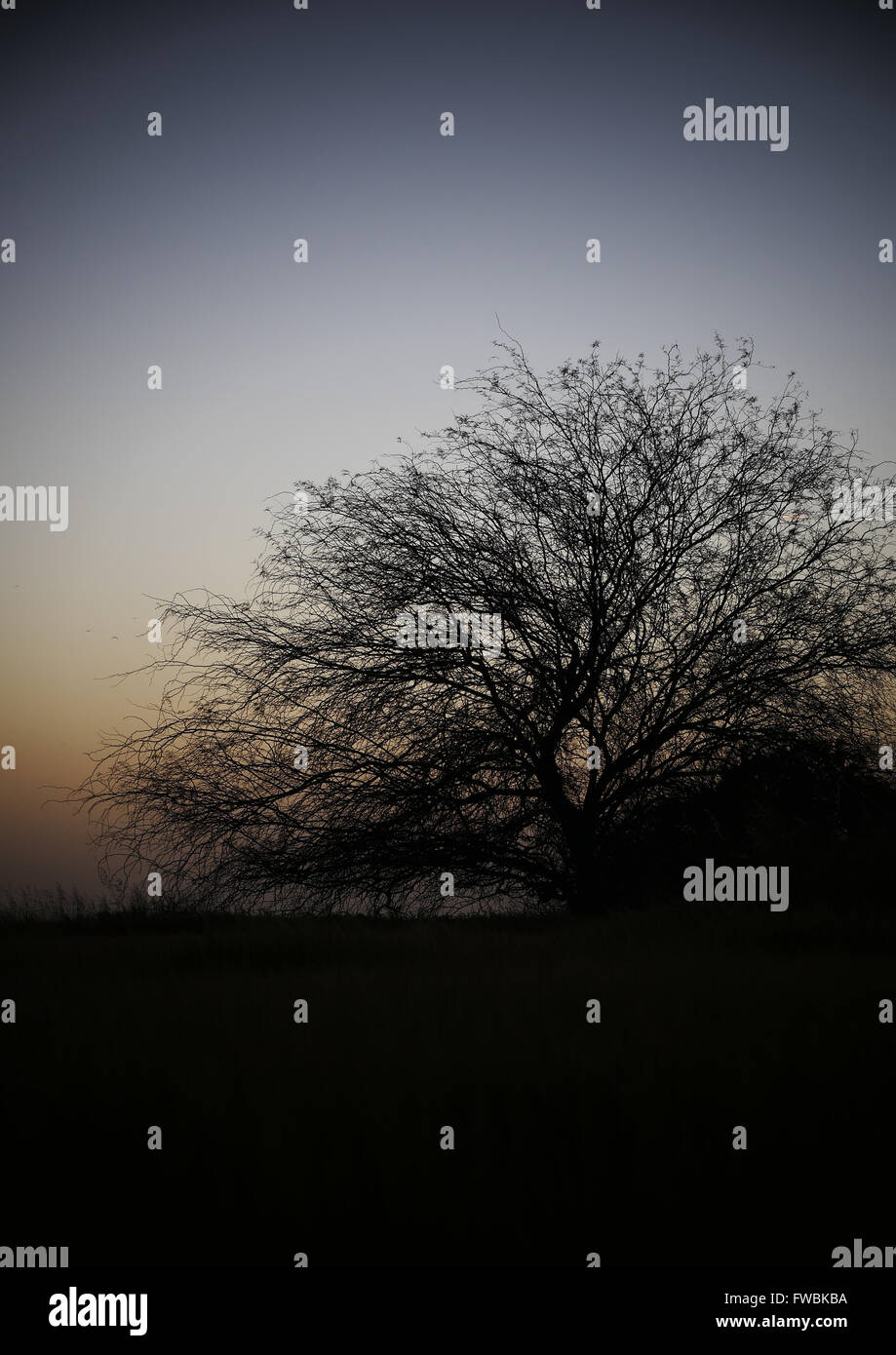 the rural landscape big tree at sunset Stock Photo - Alamy