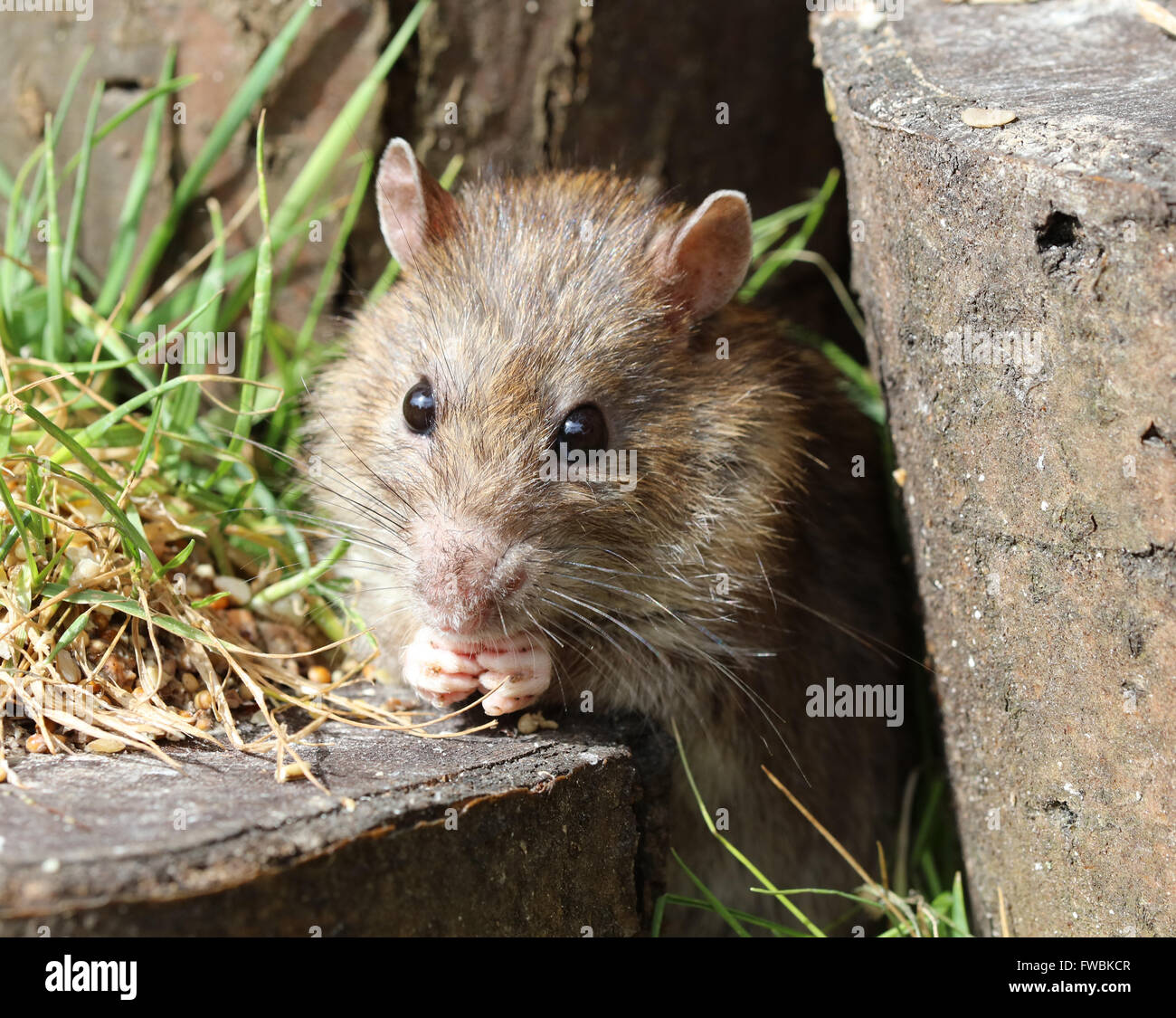 Brown rat close up hi-res stock photography and images - Alamy