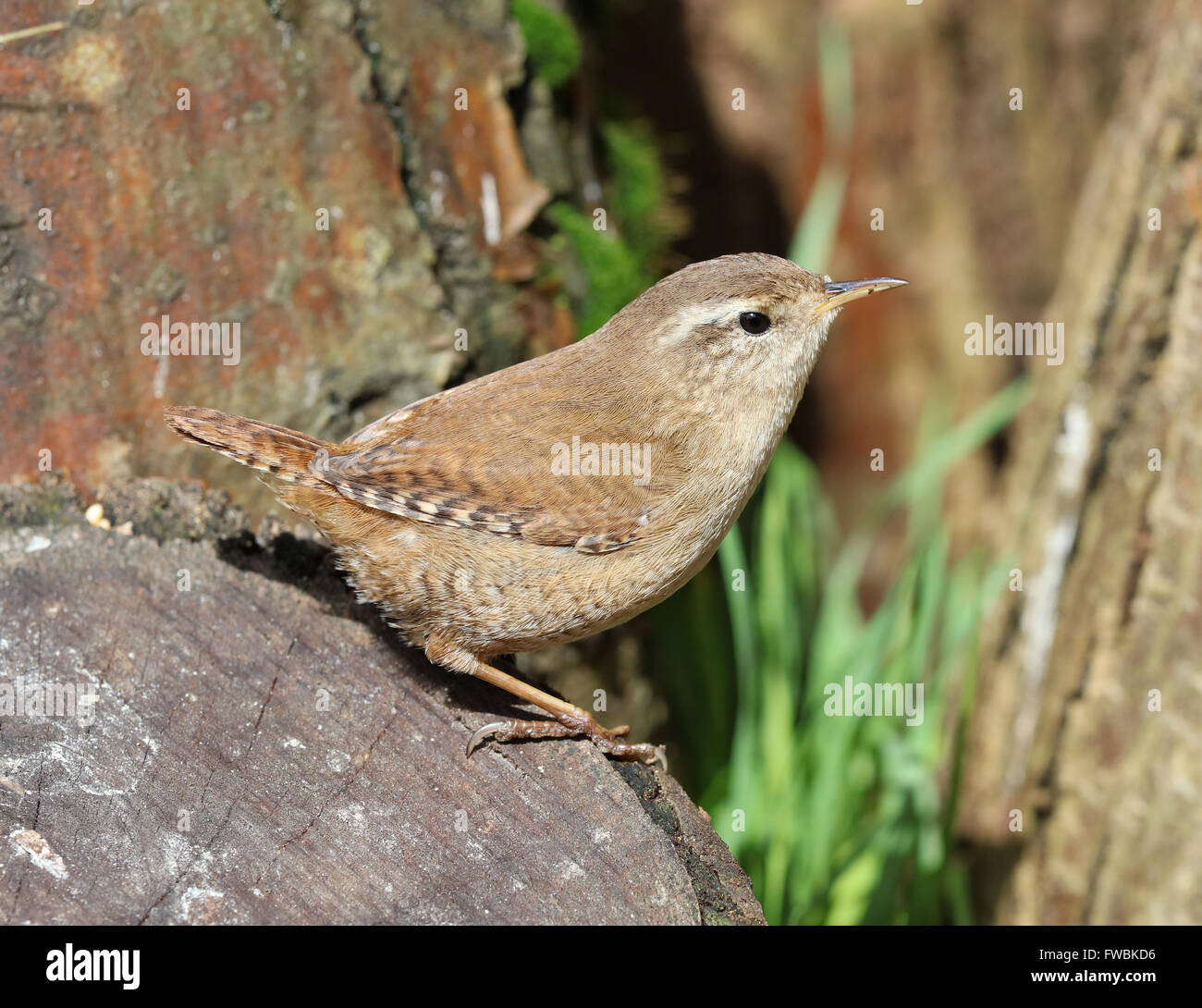 Wren feathers hi-res stock photography and images - Alamy
