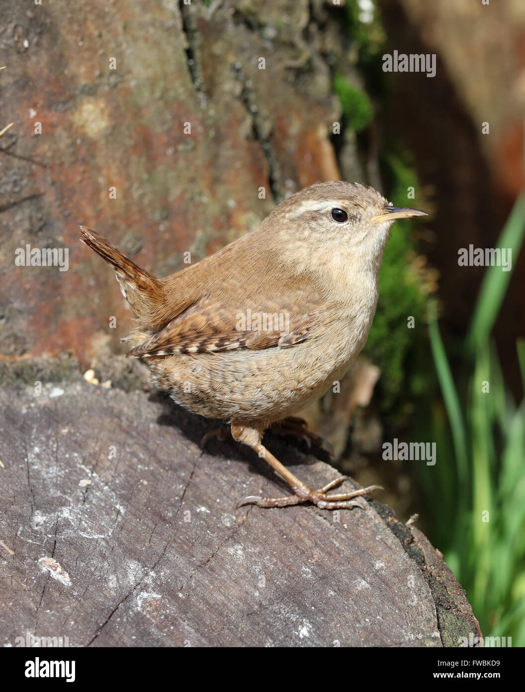 Close up of a Wren Stock Photo - Alamy