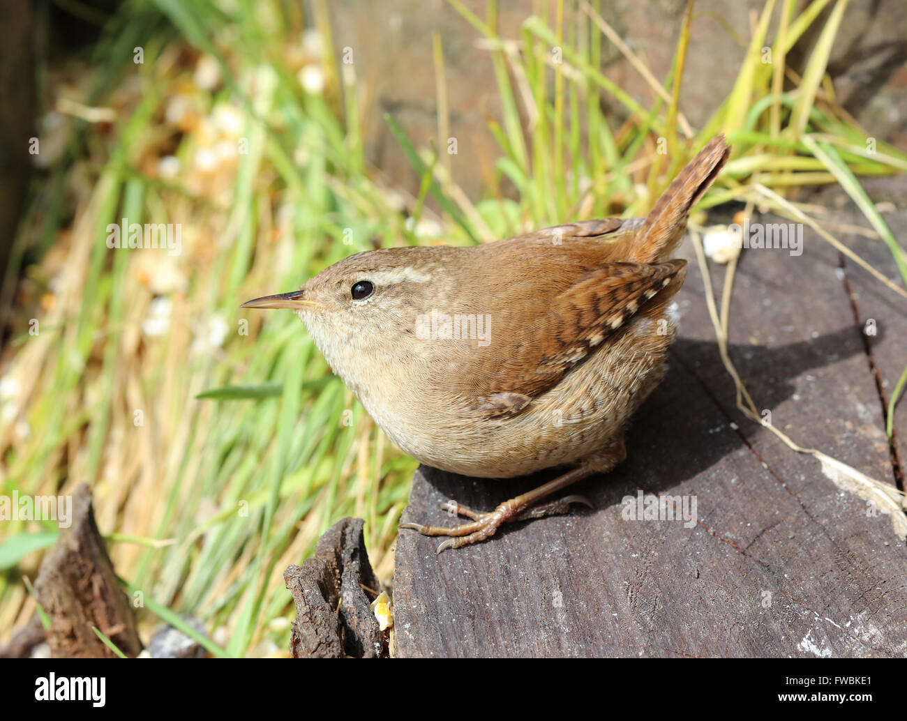 Close up of a Wren Stock Photo - Alamy