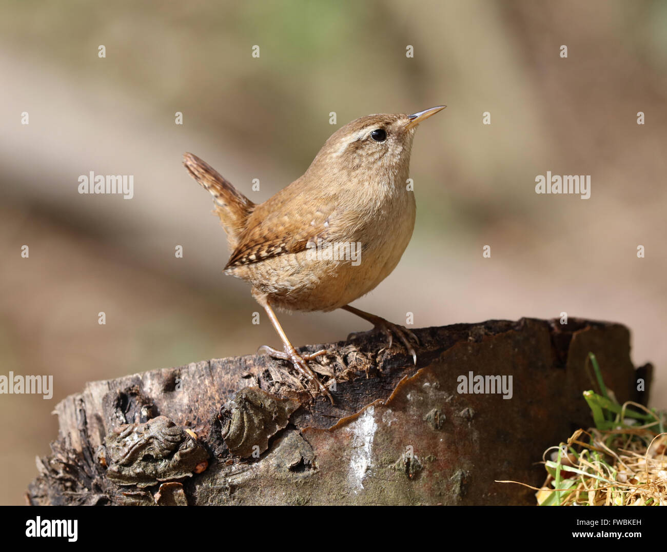 Close up of a Wren Stock Photo - Alamy