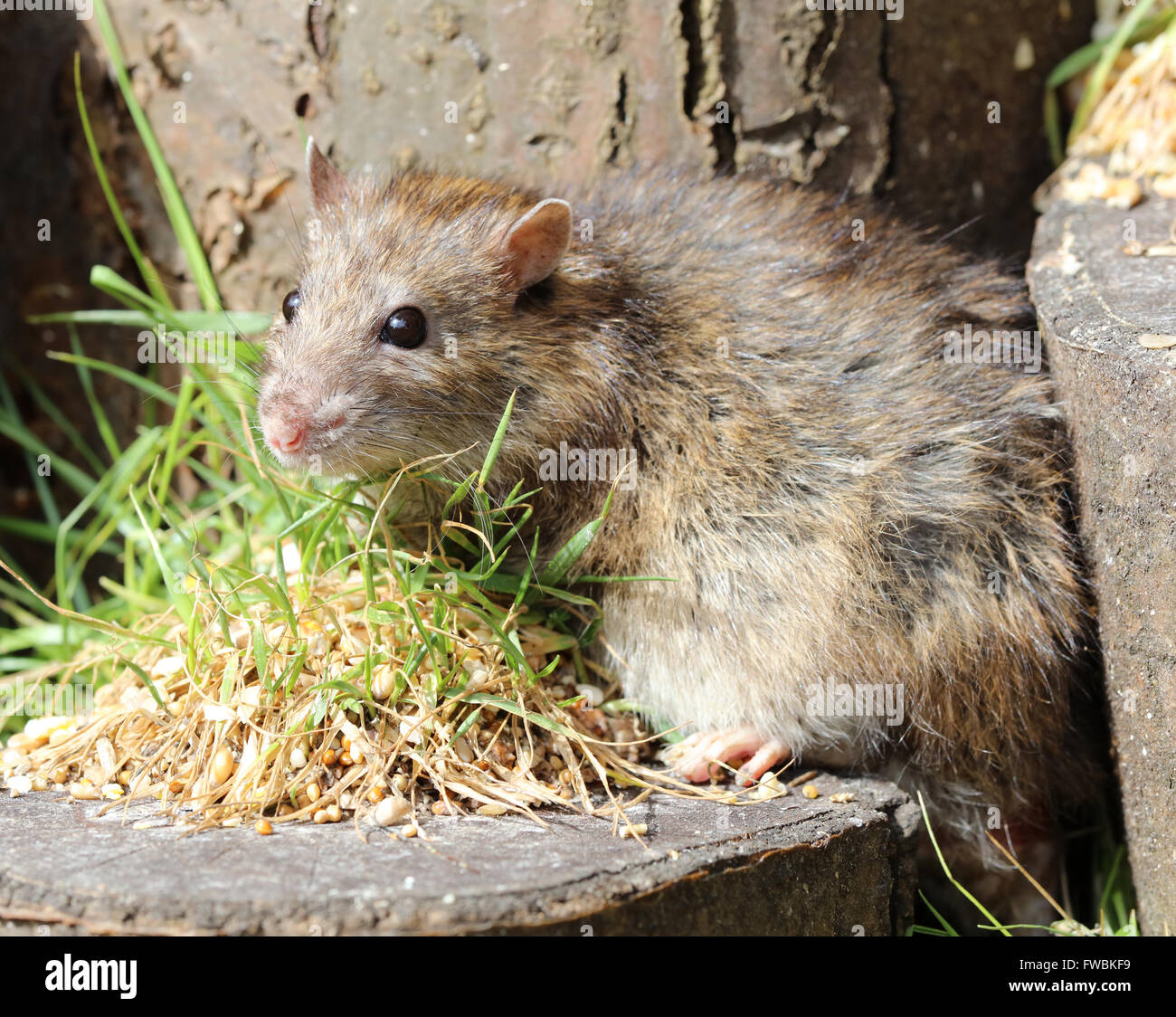 Brown rat eating hi-res stock photography and images - Alamy
