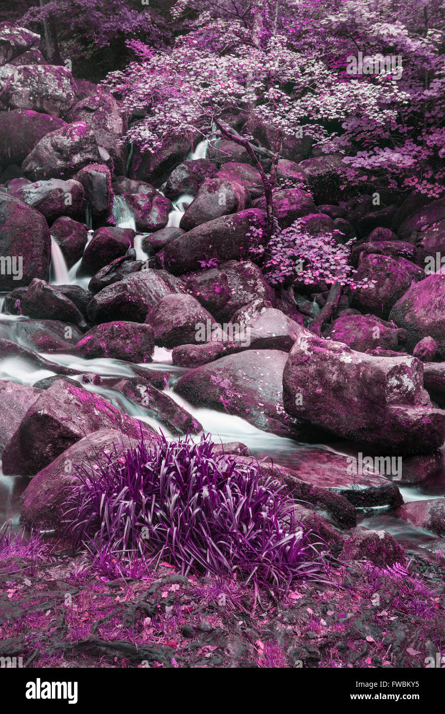 Beautiful surreal alternate color forest landscape image Stock Photo ...