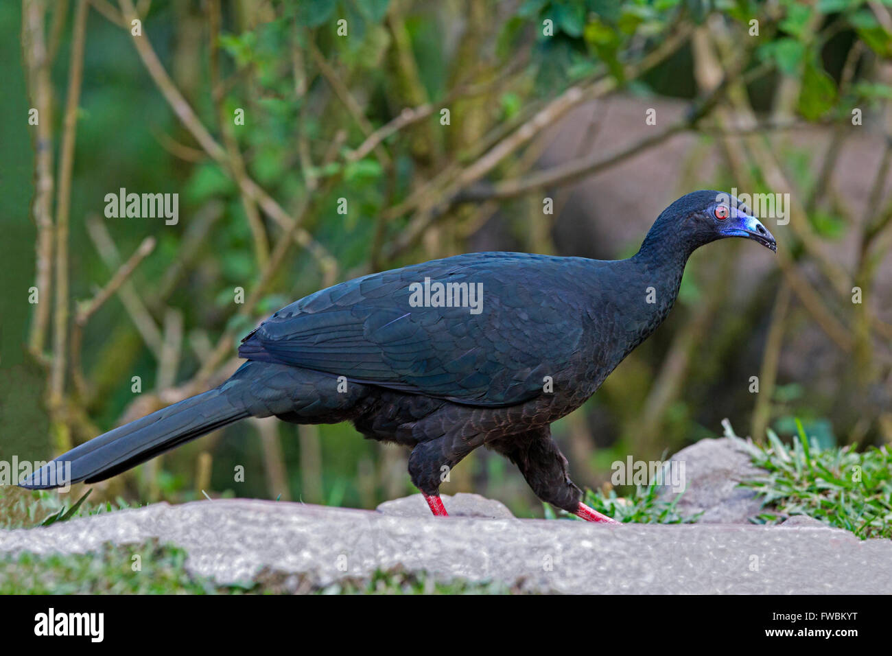 Black guan costa rica hi-res stock photography and images - Alamy