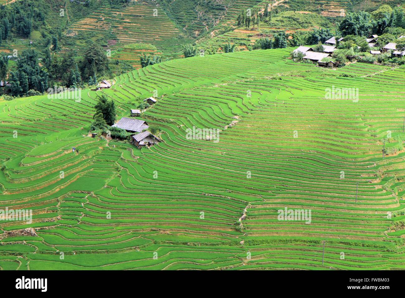 Irrigated rice terrace fields, Sapa surroundings, Vietnam, Asia Stock ...