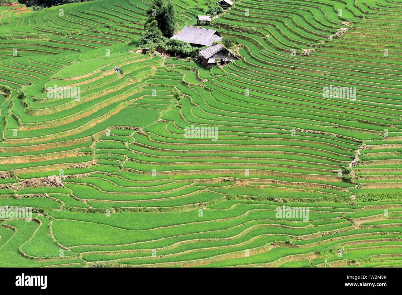 Irrigated rice field hi-res stock photography and images - Alamy