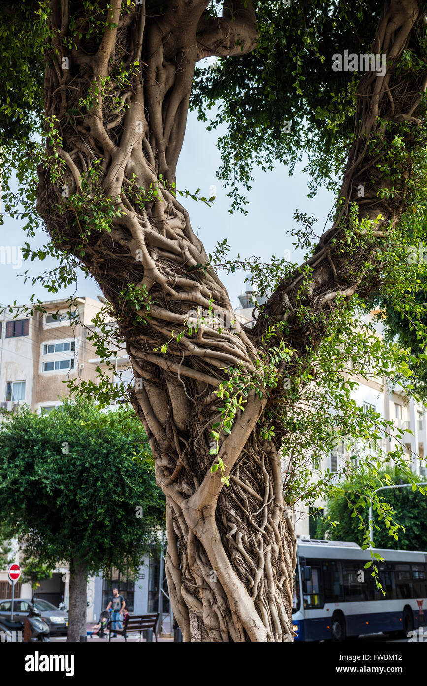air roots of ficus tree in Tel Aviv city, Israel Stock Photo - Alamy