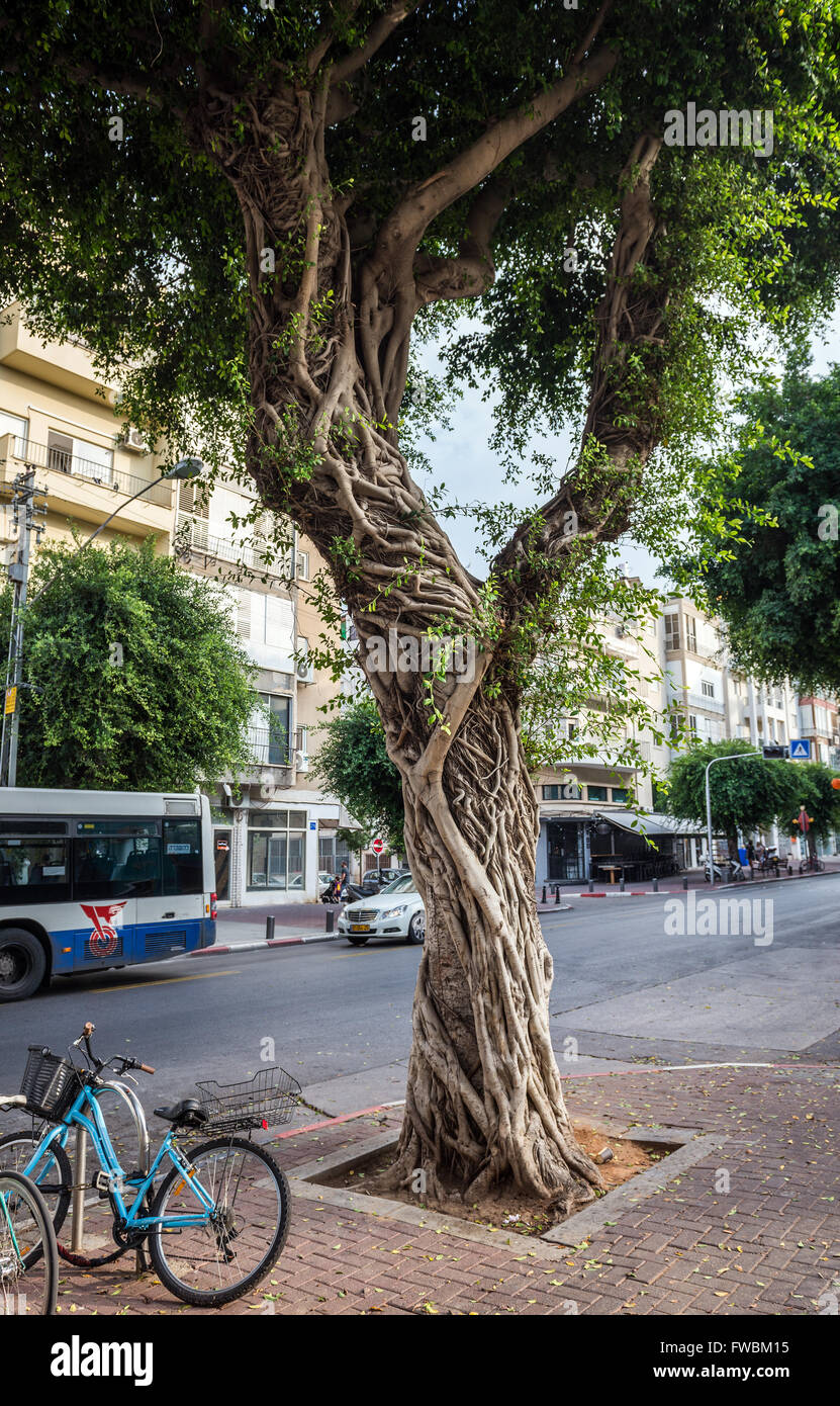 air roots of ficus tree in Tel Aviv city, Israel Stock Photo - Alamy