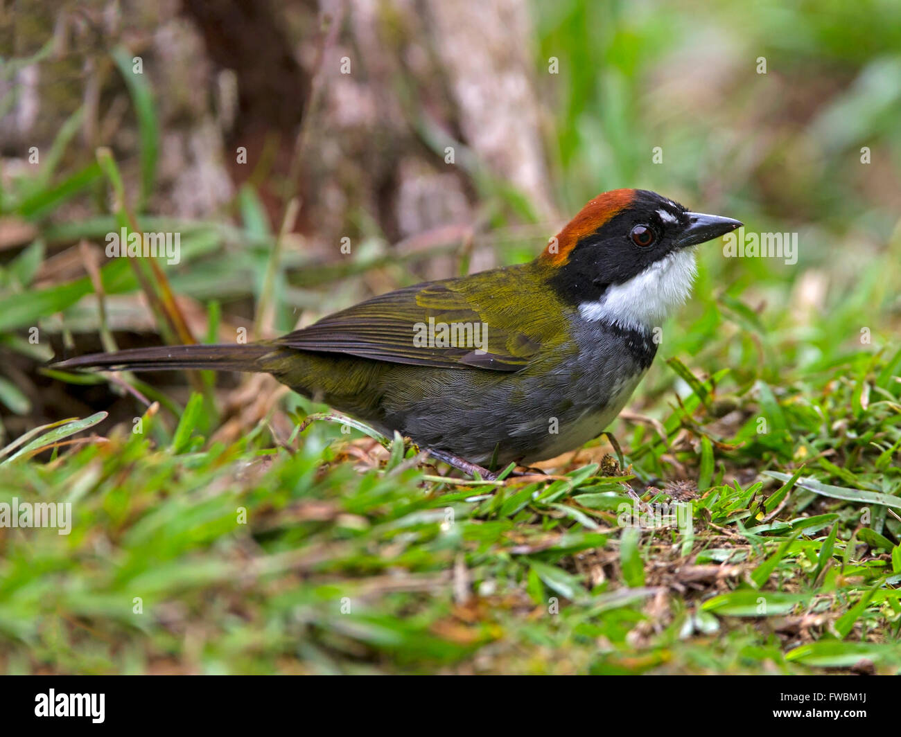 Chestnut-capped brush finch Stock Photo - Alamy