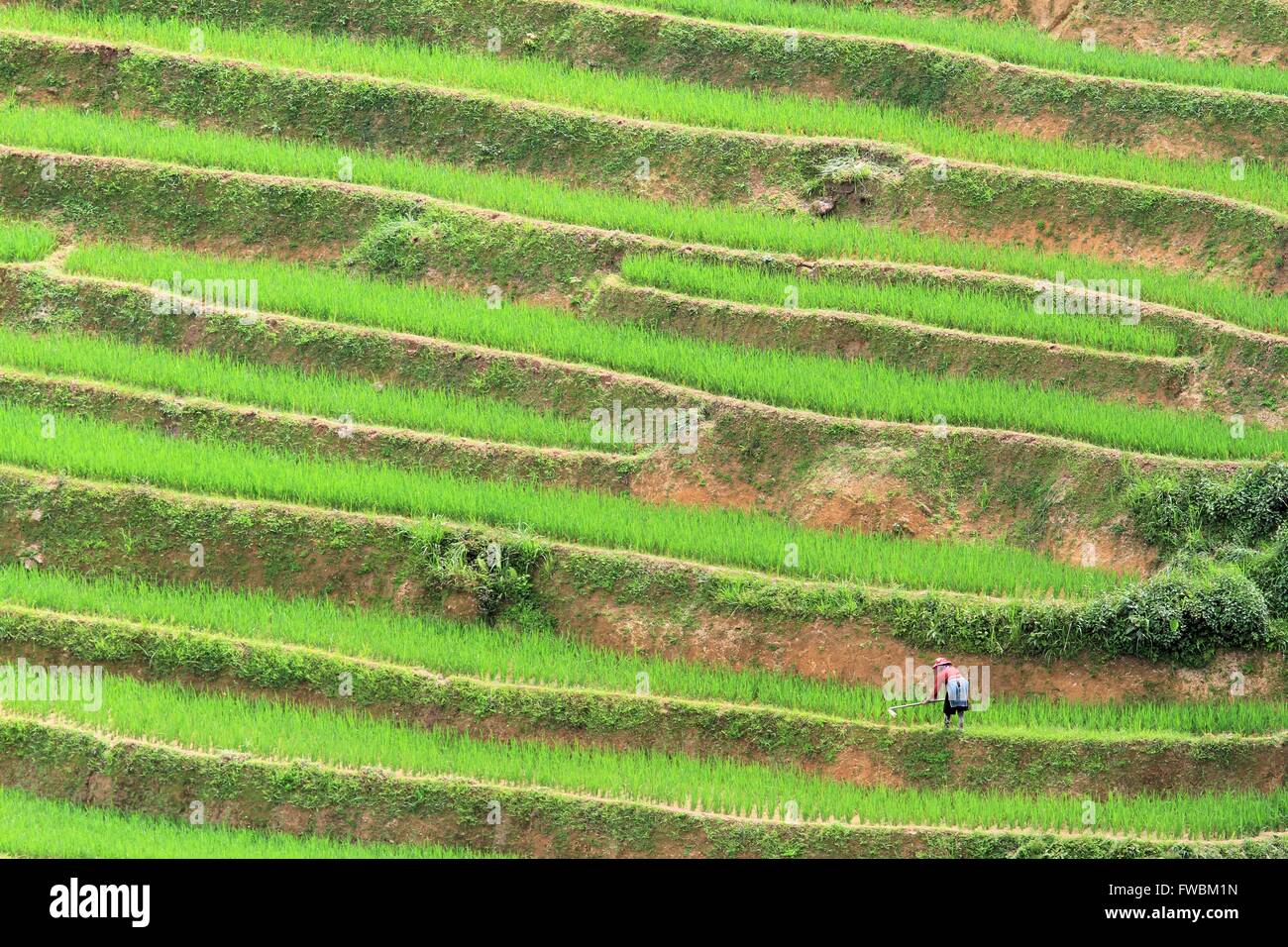 Woman working on irrigated rice terrace fields, Sapa surroundings ...