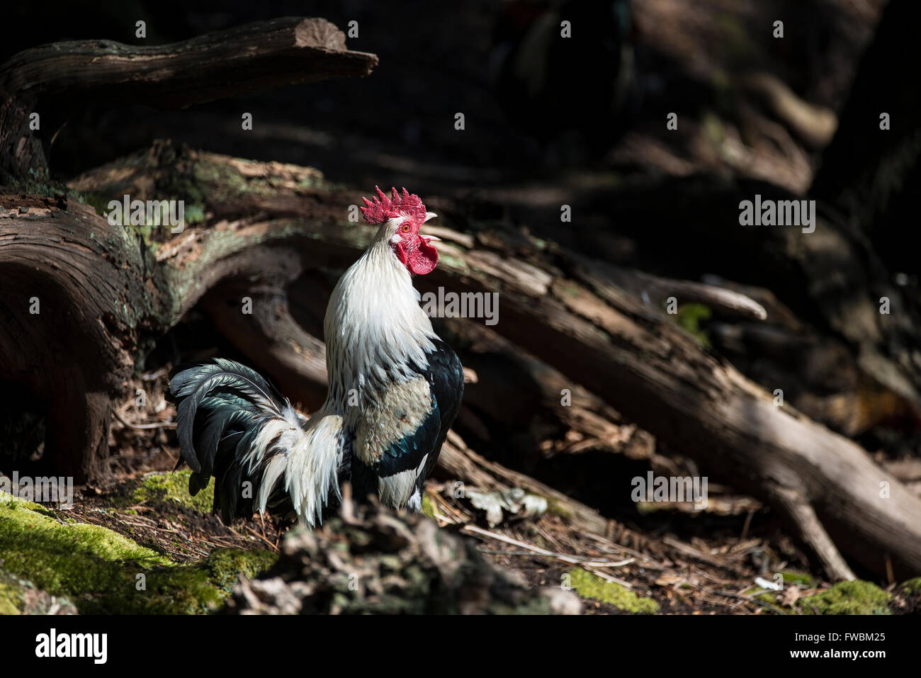 Cockerel rooster hi-res stock photography and images - Alamy