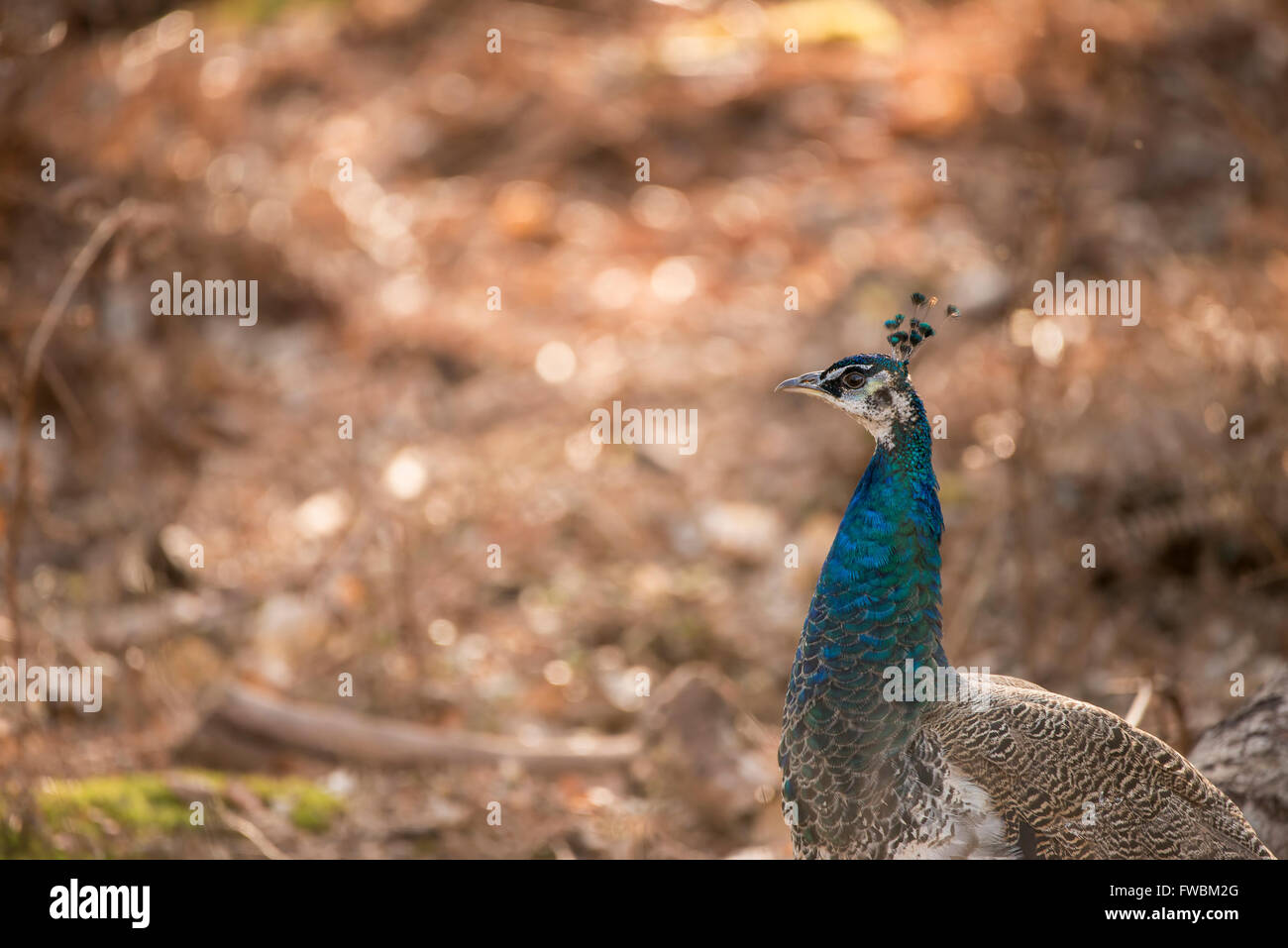 Peahen bird hi-res stock photography and images - Alamy