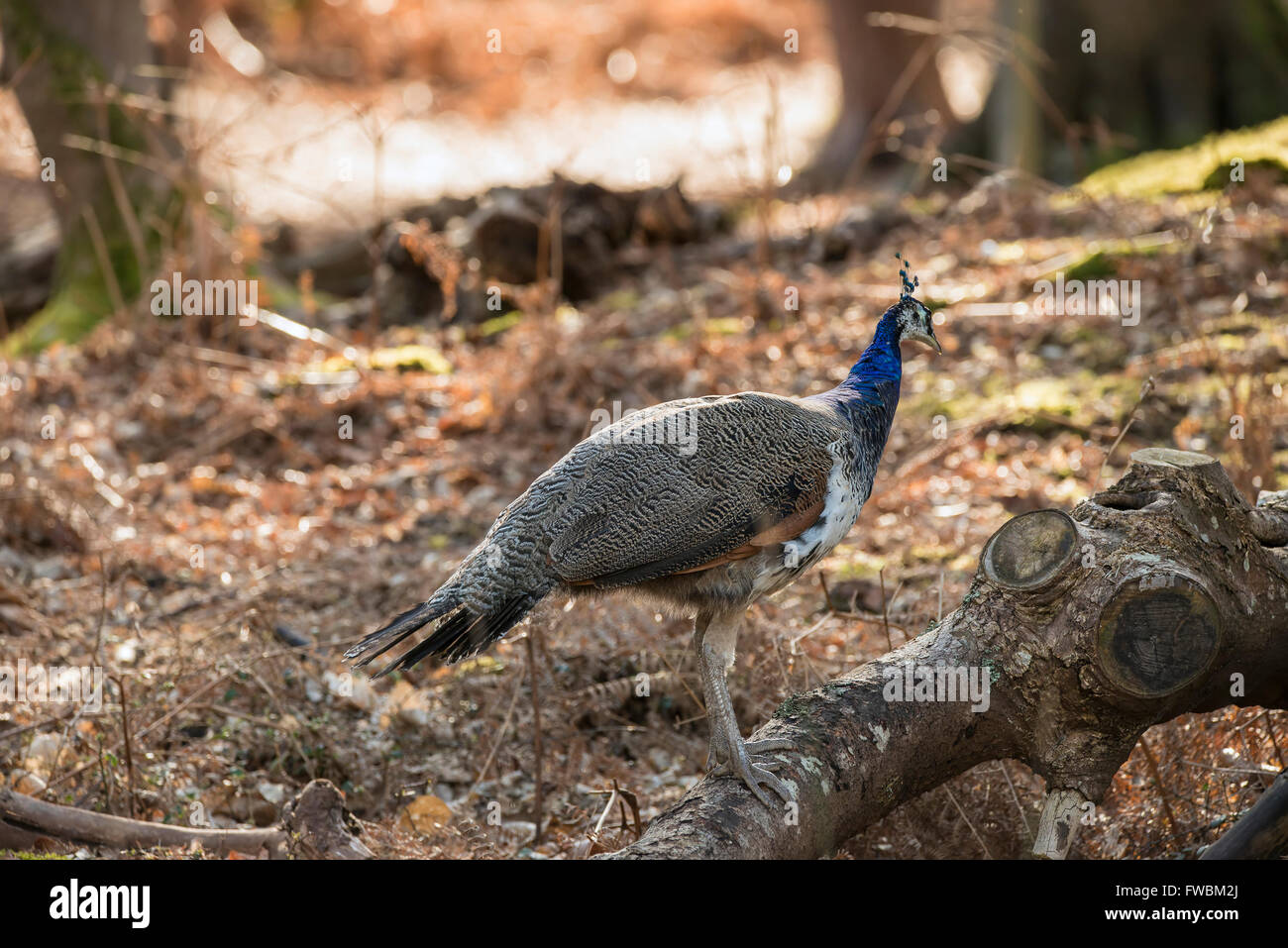 Peahen bird hi-res stock photography and images - Alamy