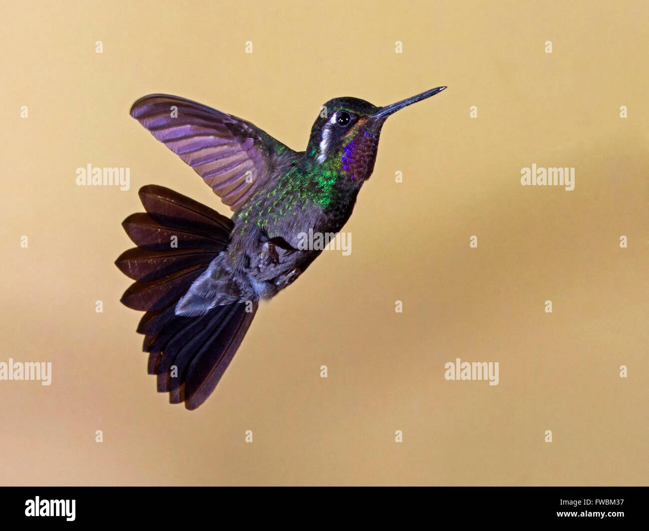 Male purple-throated mountaingem hummingbird hovering Stock Photo - Alamy