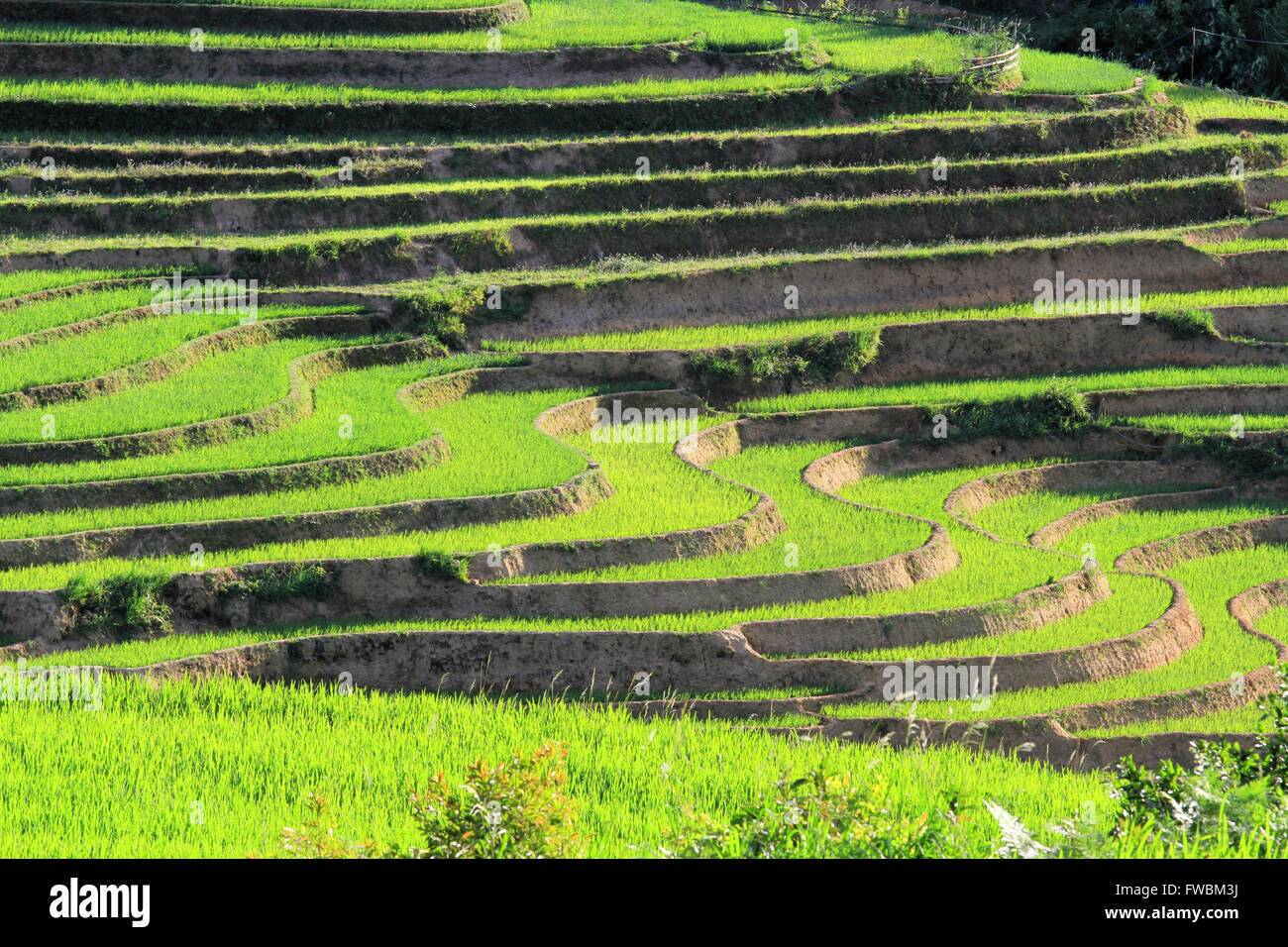 Rice terrace fields curves at dusk, Sapa surroundings, Vietnam, Asia ...