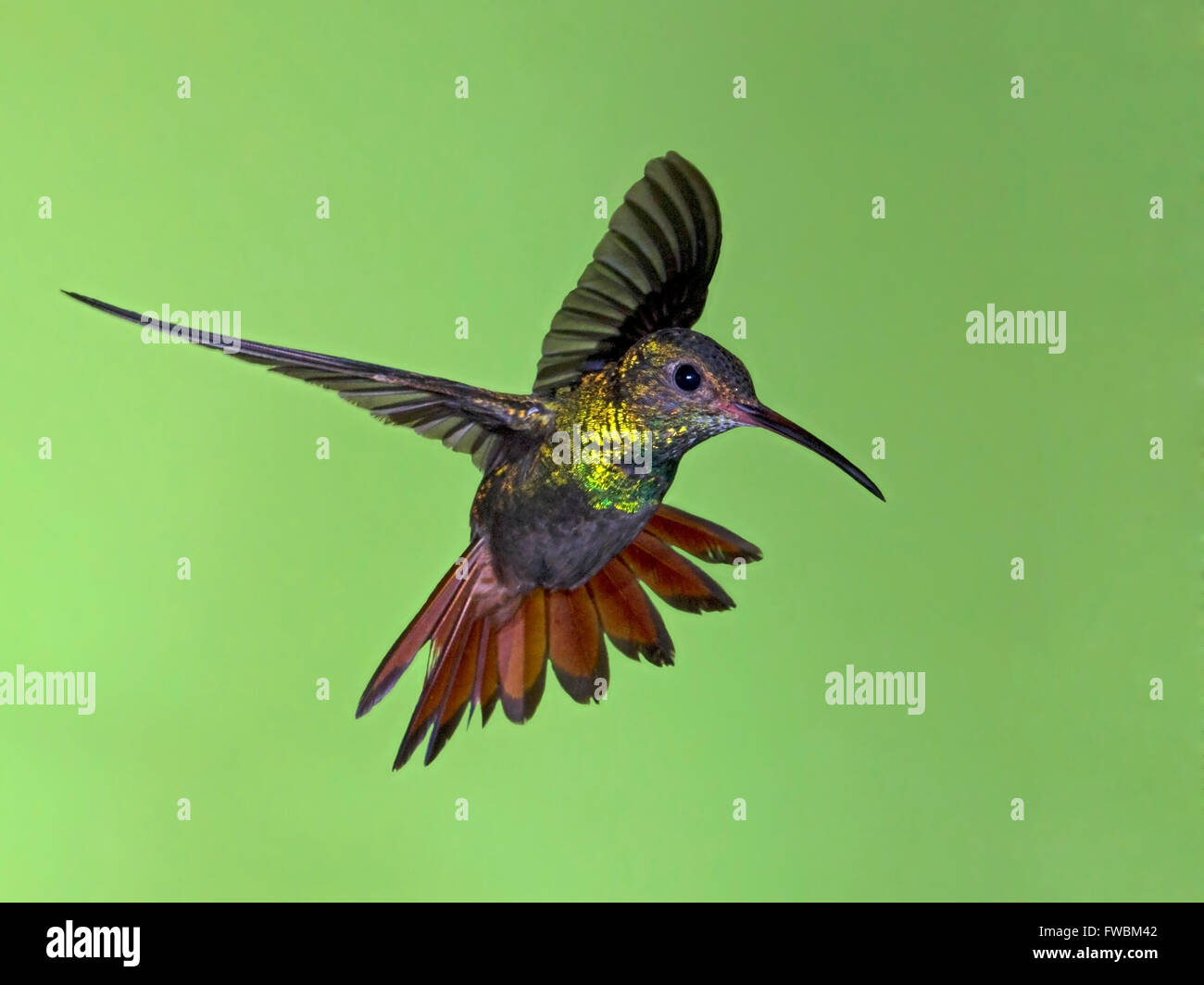 Rufous-tailed hummingbird hovering Stock Photo - Alamy