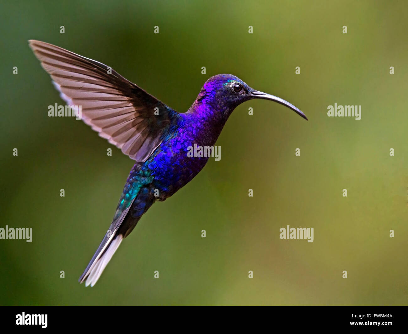 Male violet sabrewing hummingbird hovering Stock Photo - Alamy