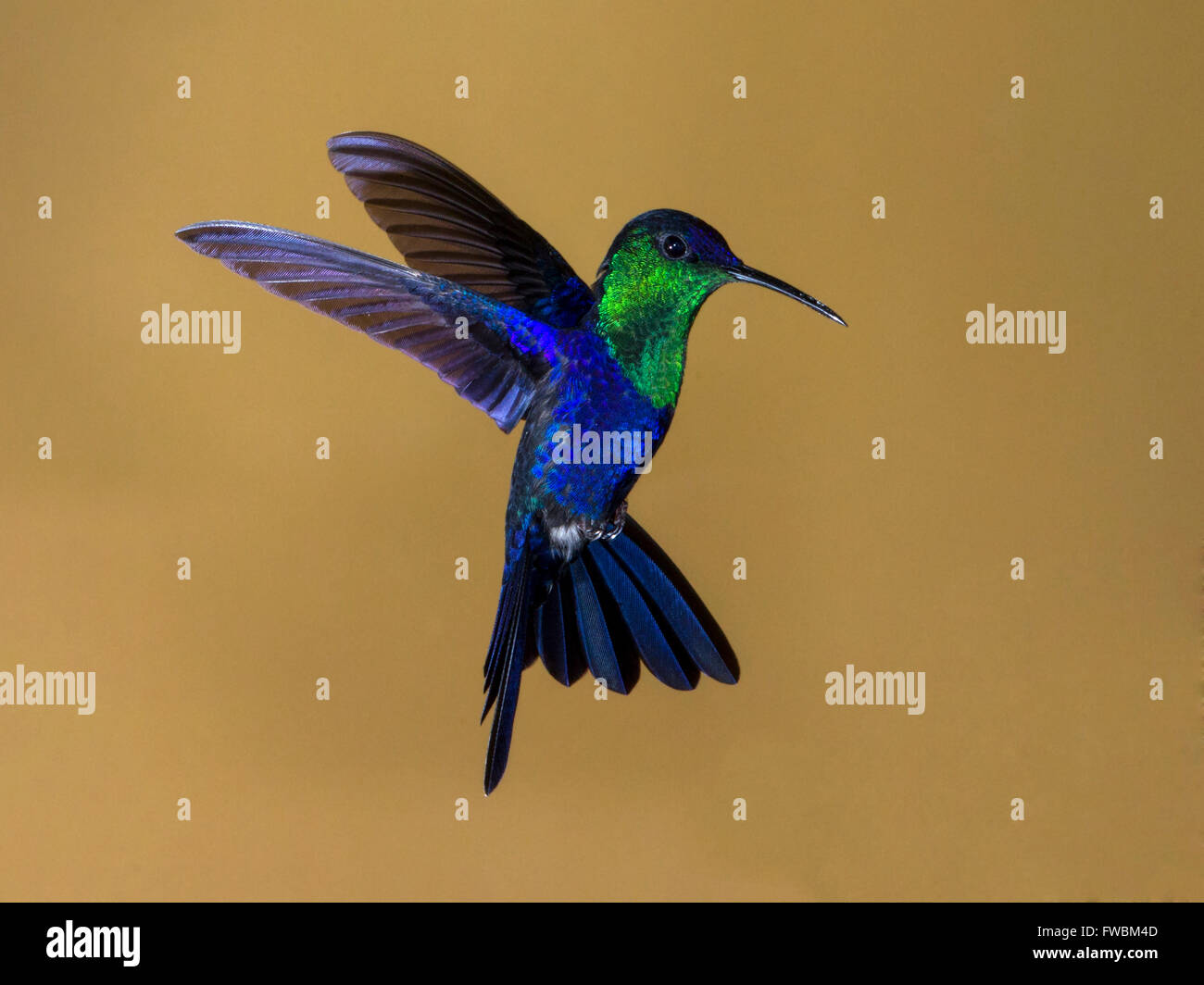 Violet Crowned Hummingbird