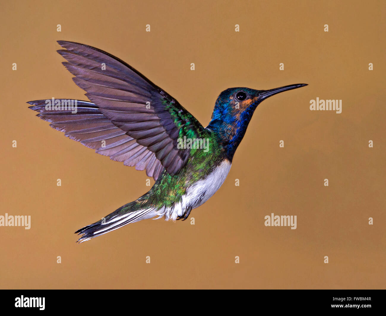Juvenile male white-necked jacobin hummingbird hovering Stock Photo - Alamy