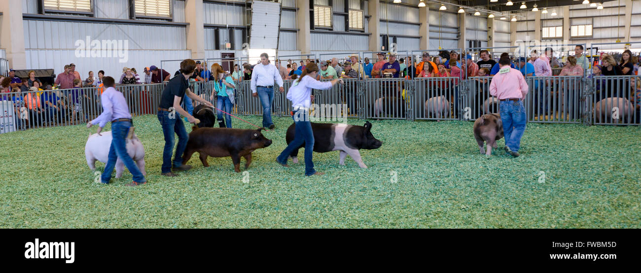 Hutchinson, Kansas, USA, 12th September, 2015 4 H pig competition at ...