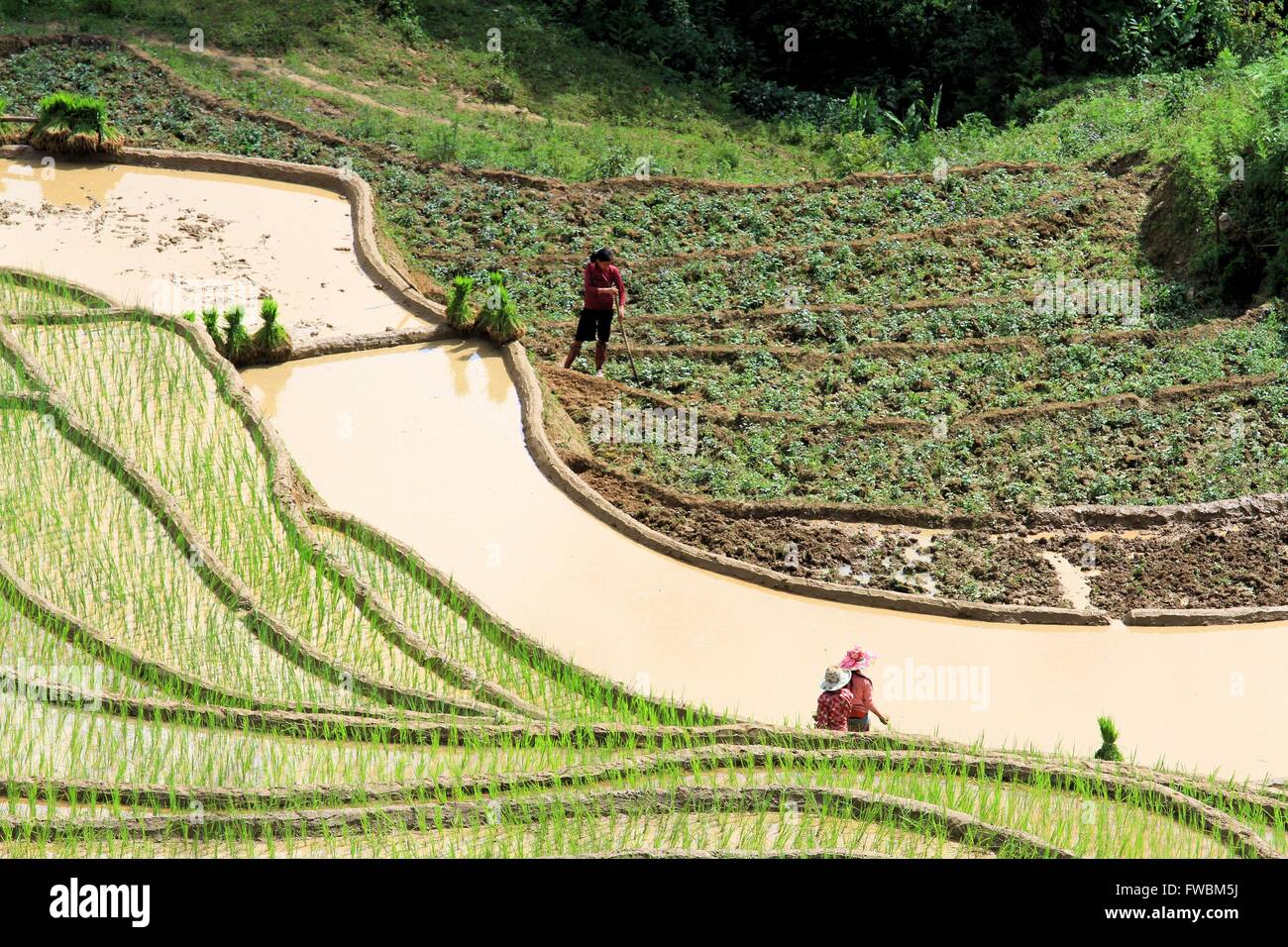 Framers transplanting rice seedlings in irrigated terrace rice fields ...