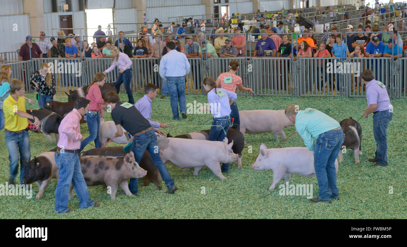 Hutchinson, Kansas, USA, 12th September, 2015 4 H pig competition at ...