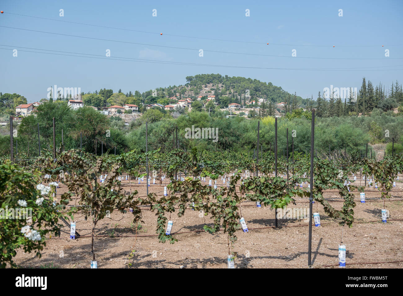 vineyard of Flam Winery in Eshtaol moshav in central Israel Stock Photo ...