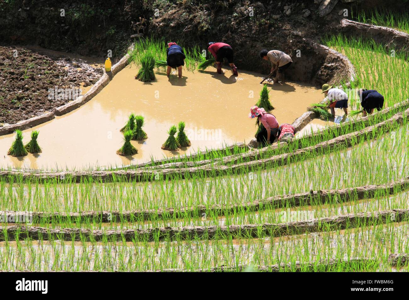 Transplanting Rice Plants High Resolution Stock Photography and Images ...