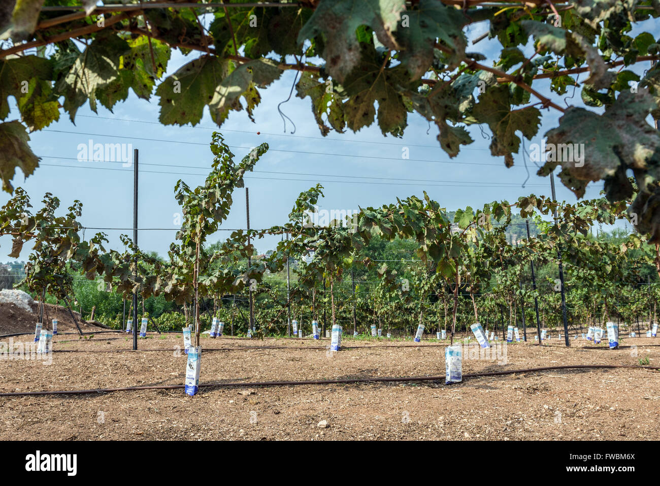 vineyard of Flam Winery in Eshtaol moshav in central Israel Stock Photo ...