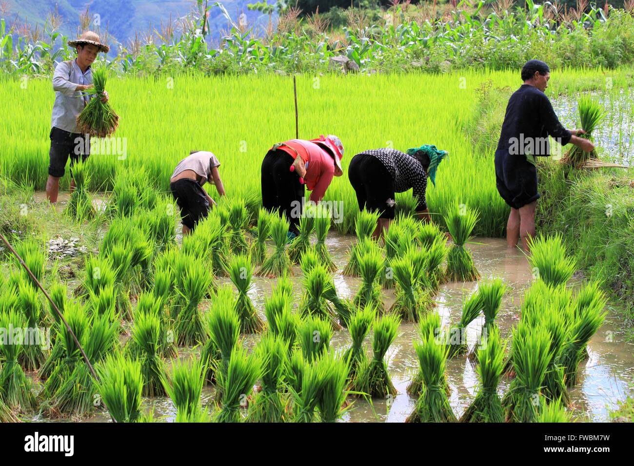 Framers transplanting rice seedlings in irrigated terrace rice fields ...