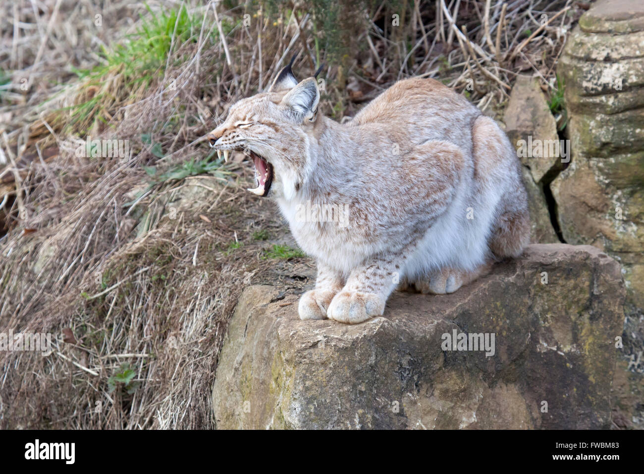 A single European Lynx sitting on a rock showing teeth Stock Photo - Alamy