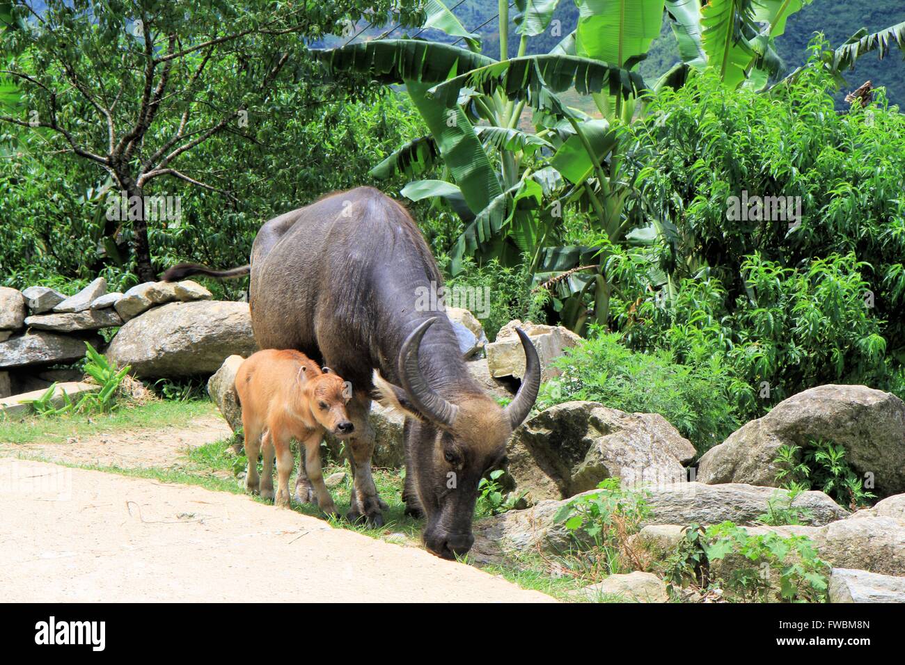 Baby water buffalo hi-res stock photography and images - Alamy