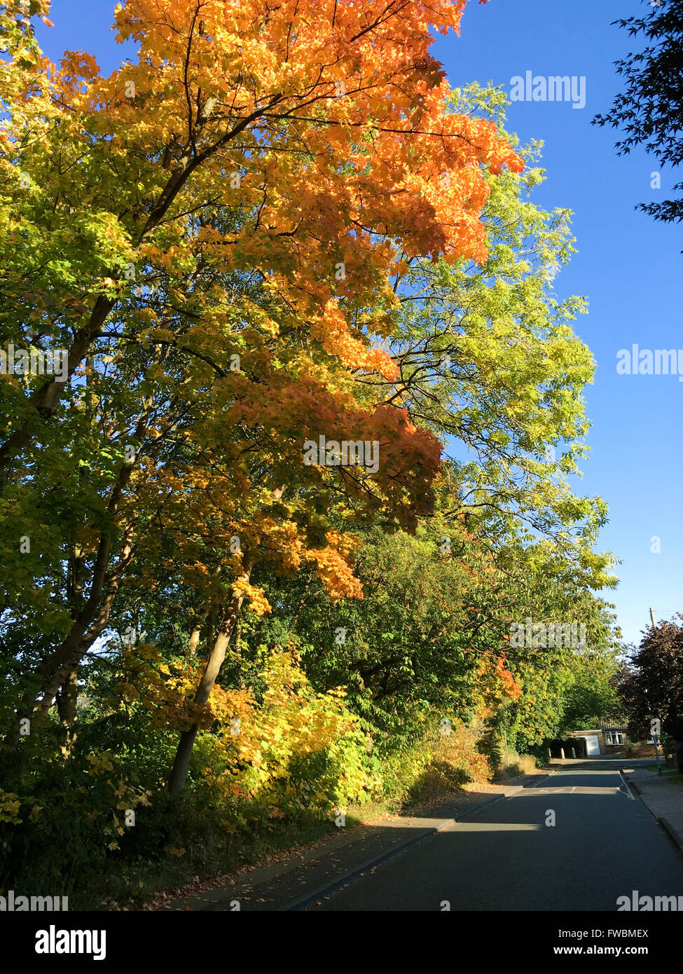 Colourful autumn trees leaning across suburban English road Stock Photo ...