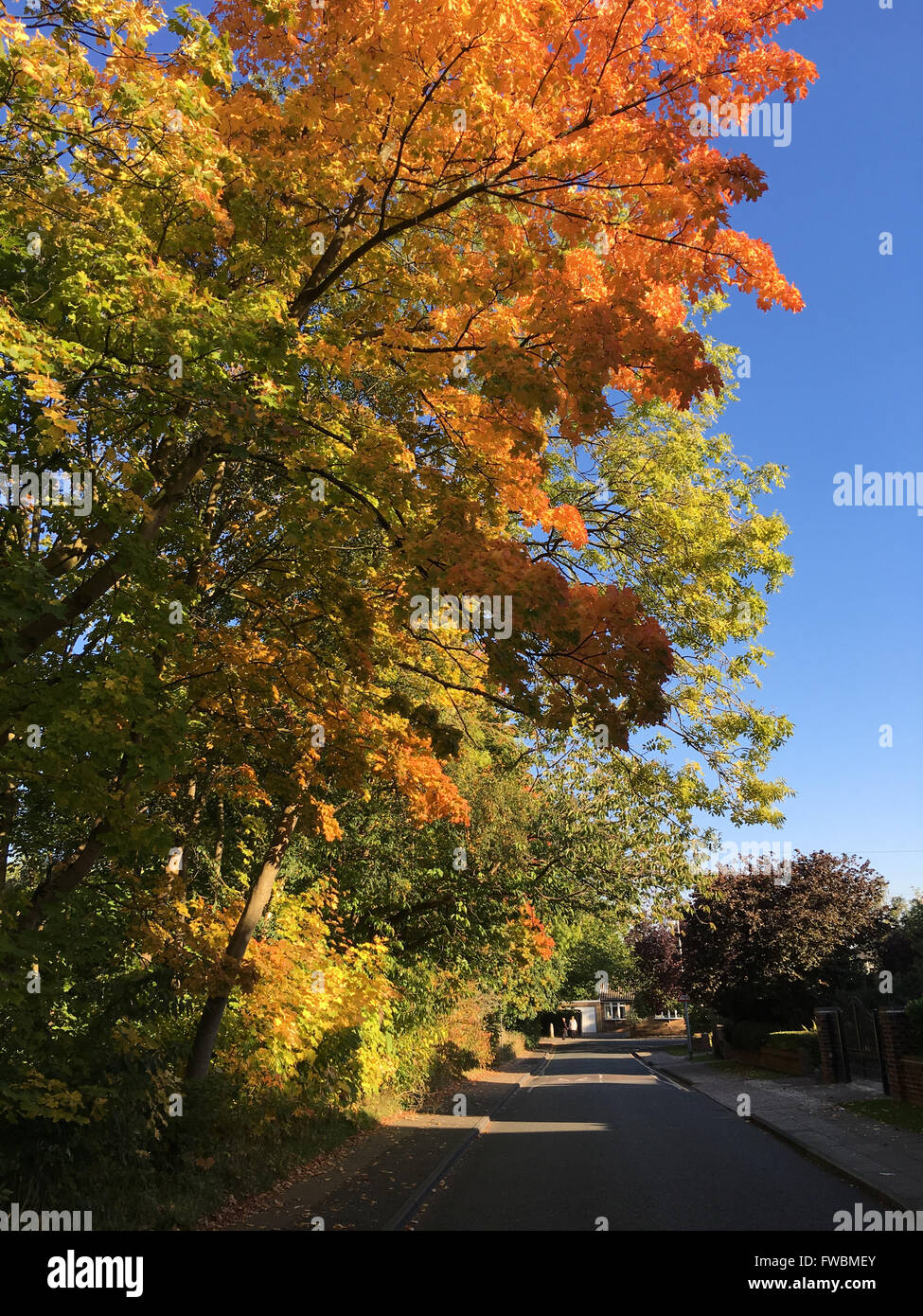 Suburb with trees hi-res stock photography and images - Alamy