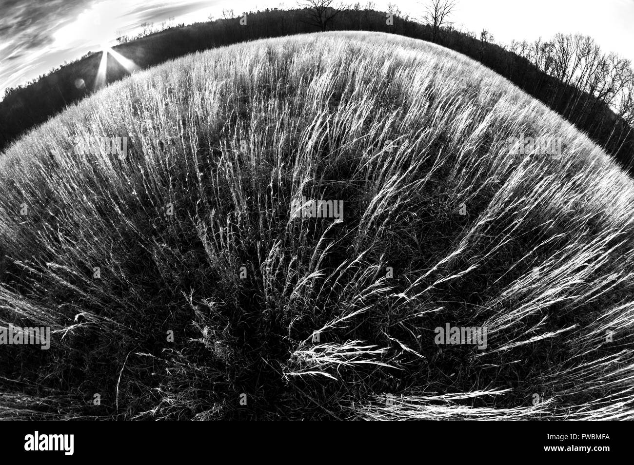 A fisheye/spherical view of a country side landscape in a field of tall ...