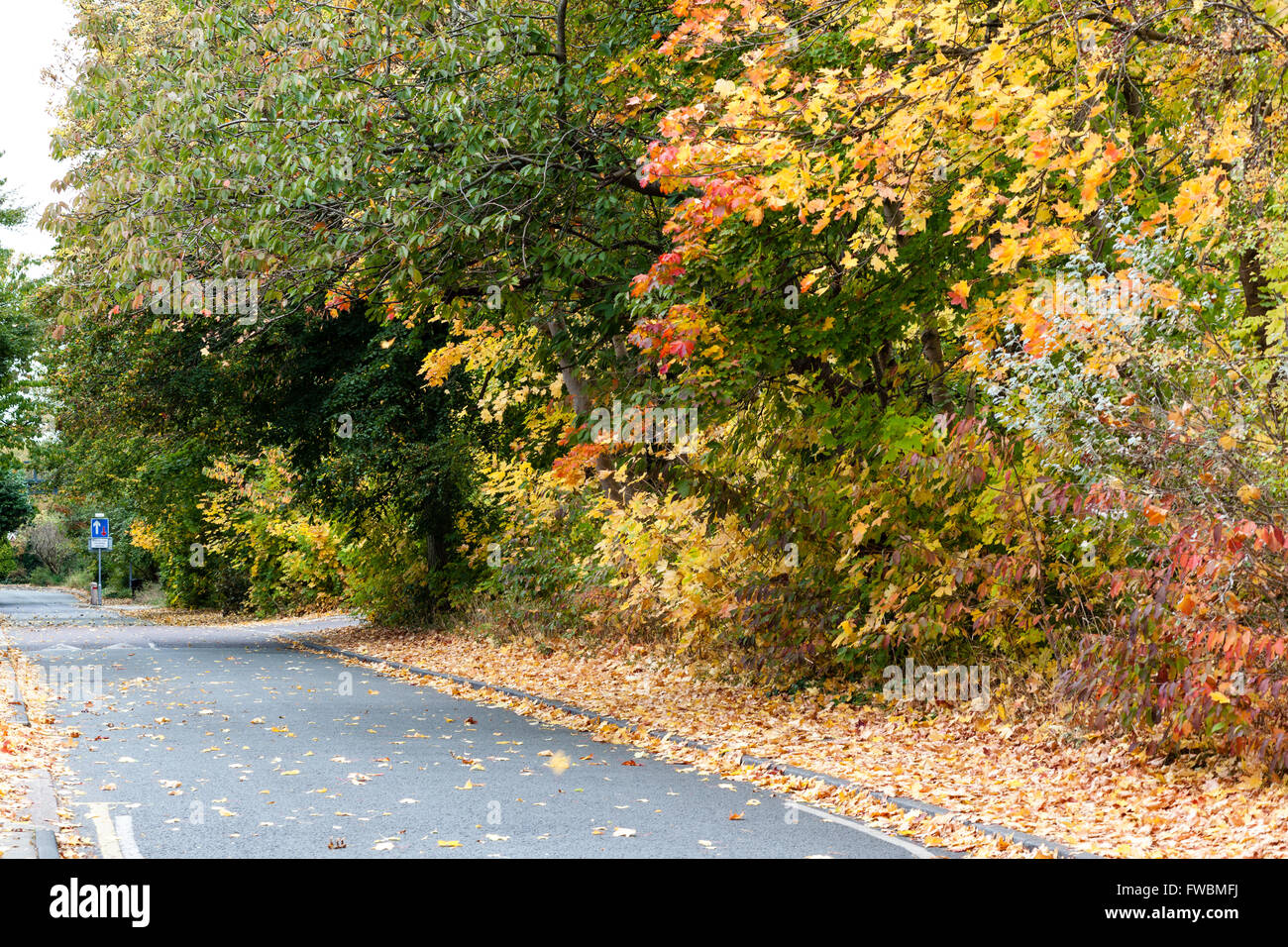 Colourful autumn trees leaning across suburban English road Stock Photo ...