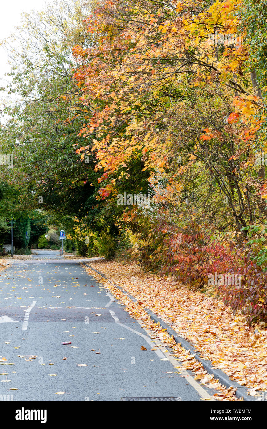 Colourful autumn trees leaning across suburban English road Stock Photo ...