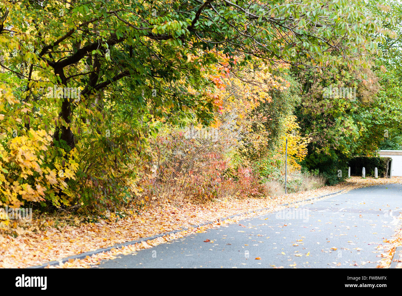 Colourful autumn trees leaning across suburban English road Stock Photo ...