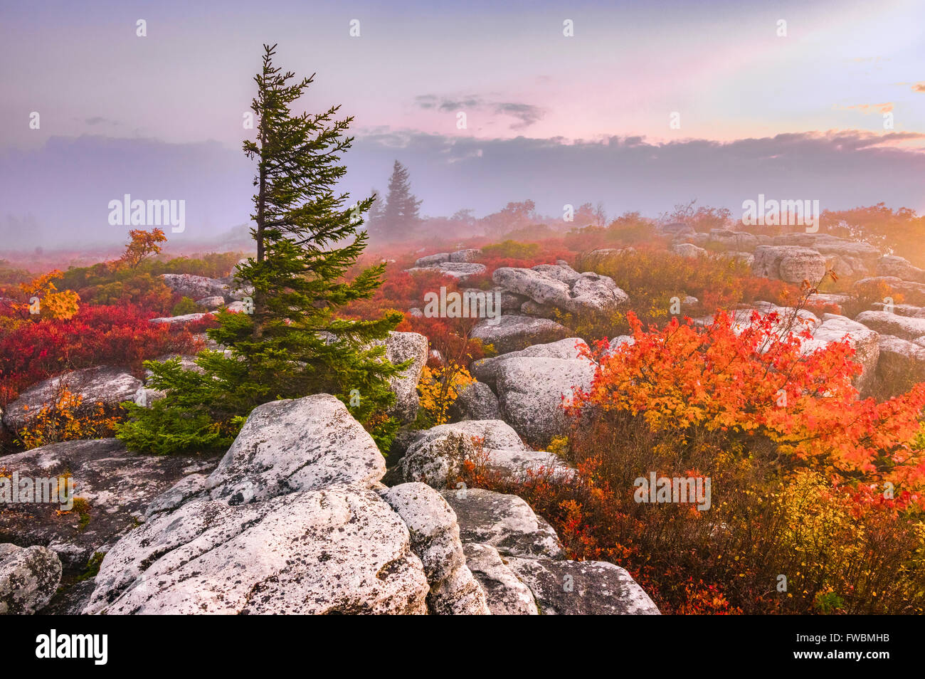 A misty fall morning showcases a windswept pine contrasted against a ...