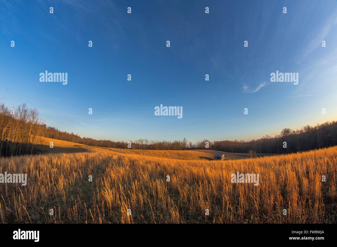 Golden field scenery hi-res stock photography and images - Alamy