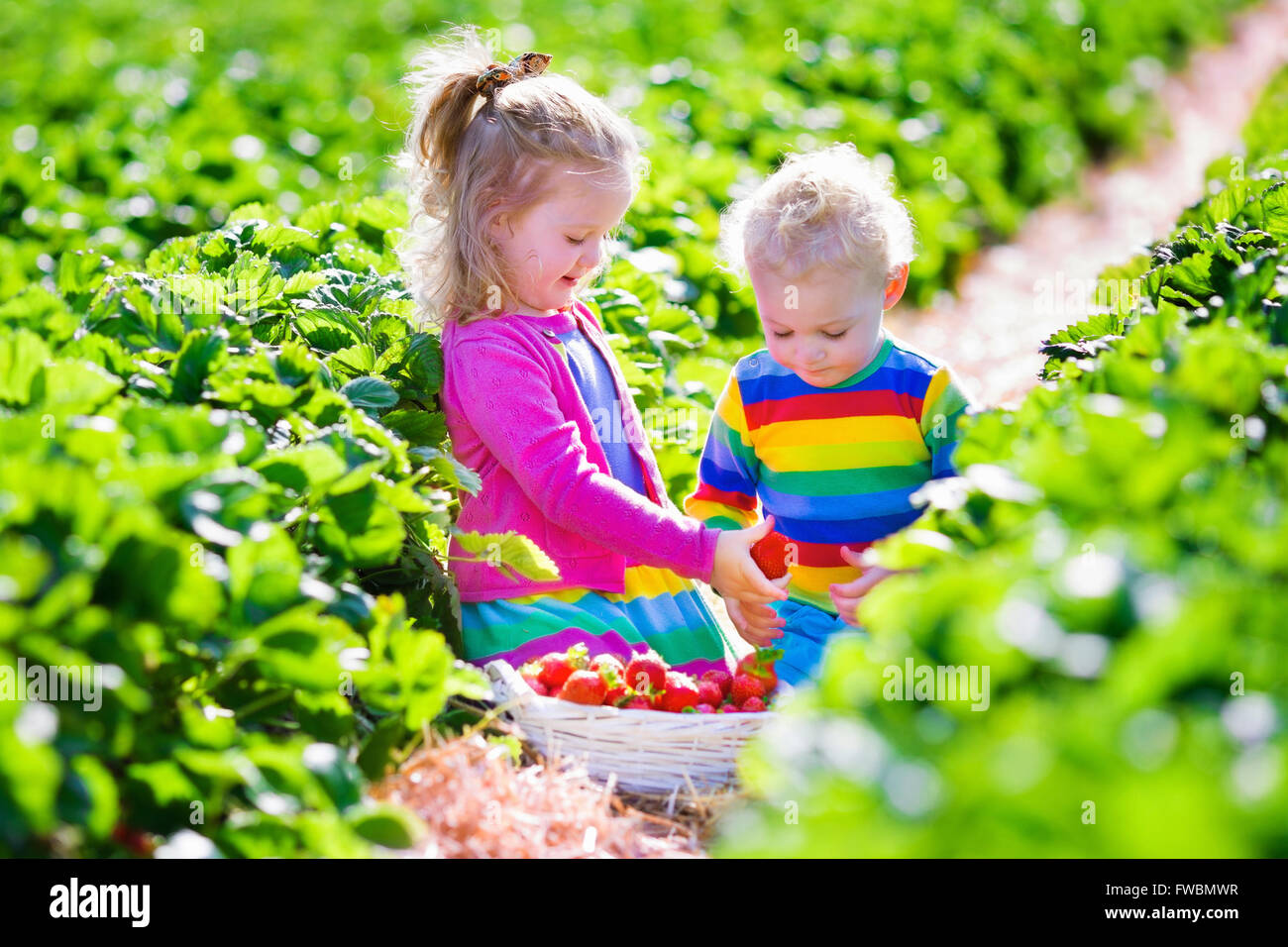 Children pick strawberries. Kids picking fruit on organic strawberry ...